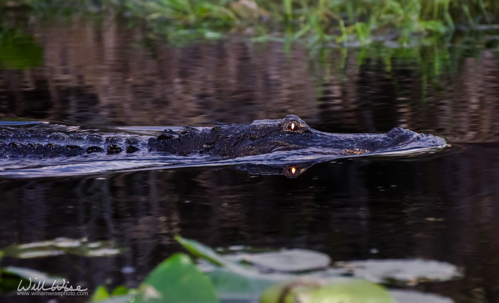 Okefenokee Alligators: No Laughing Matter – Okefenokee Photography ...