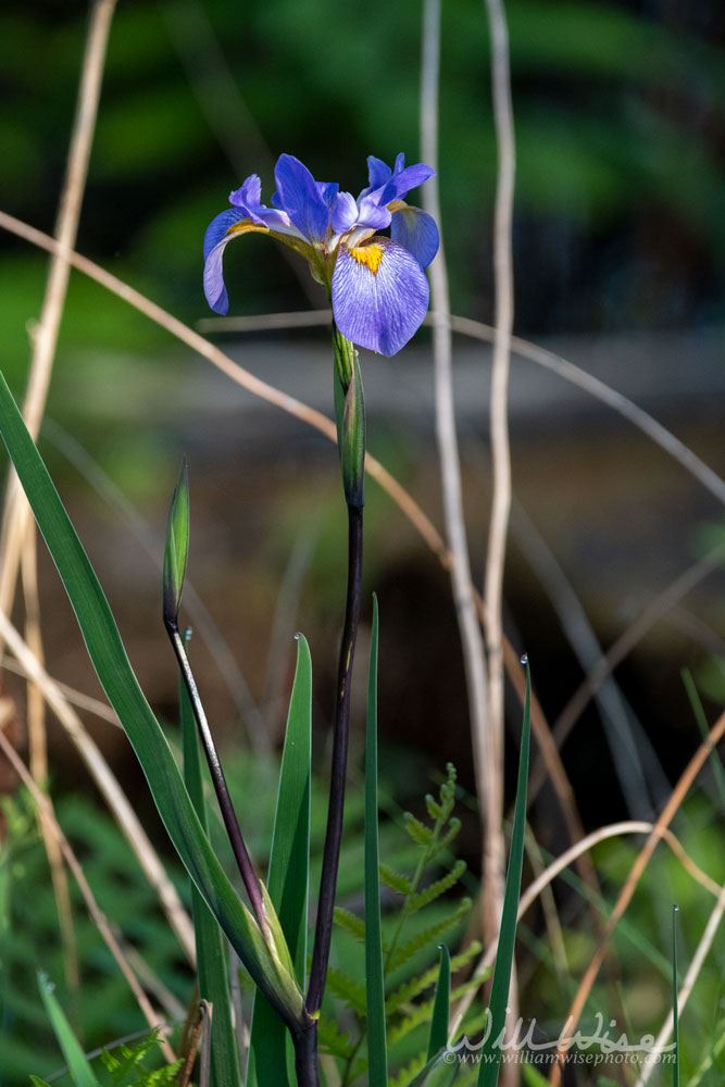 Okefenokee Southern Blue Flag Iris – Okefenokee Photography Project by ...