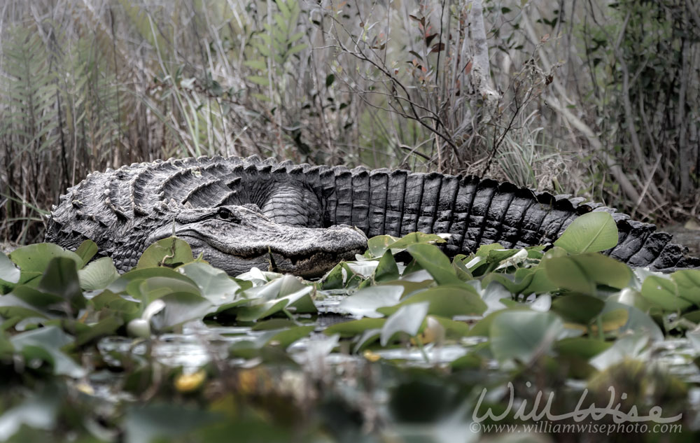 World Record Alligators – Okefenokee Photography Project by William Wise