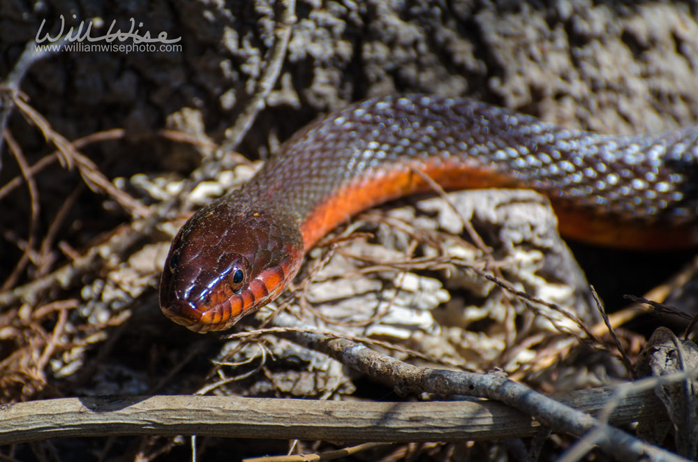 Okefenokee Snake Hunting Competition – Okefenokee Photography Project ...