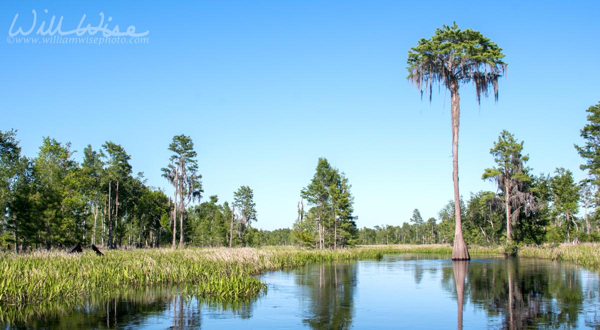 Okefenokee Social Distancing – Okefenokee Photography Project by ...