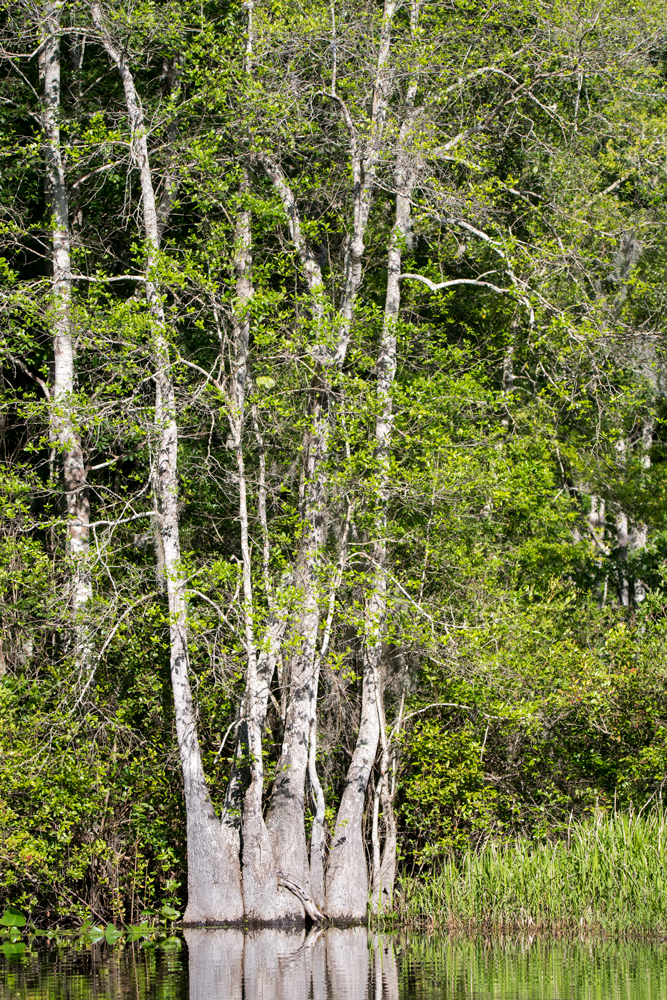 Okefenokee Coppice Growth – Okefenokee Photography Project by William Wise
