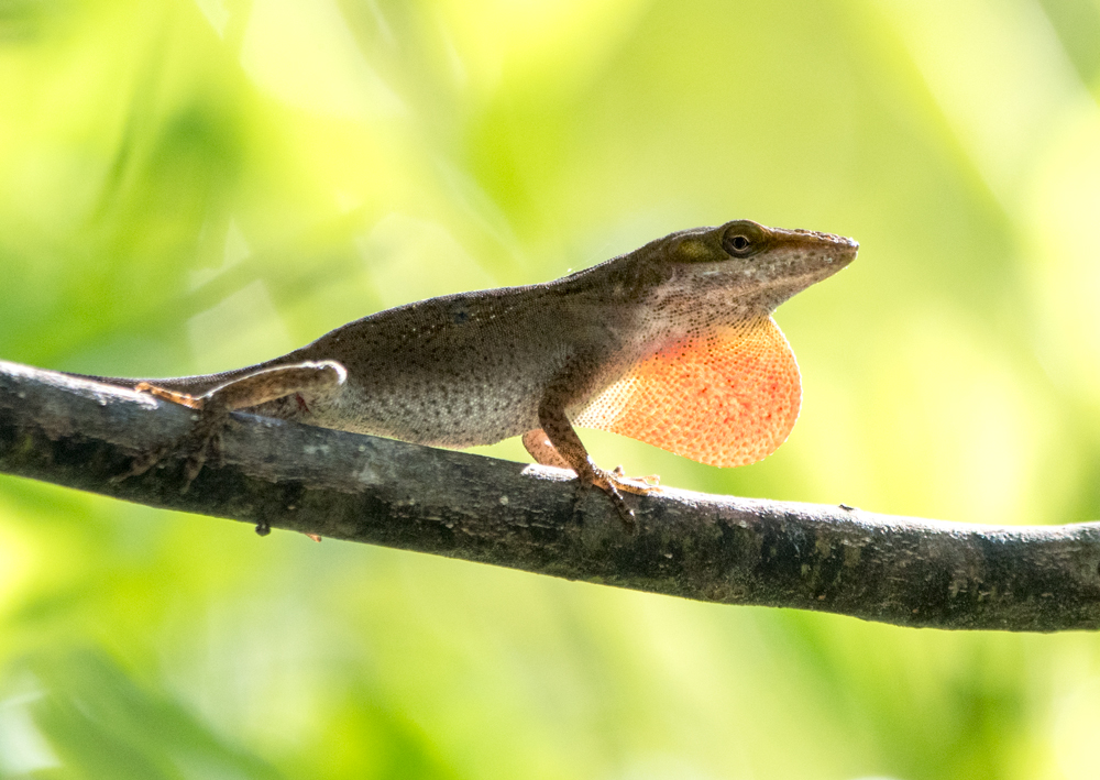 William Bartram’s “Little Green Chameleon” – Okefenokee Photography ...