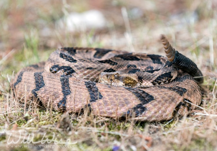 Outside the Okefenokee: Timber Rattler – Okefenokee Photography Project ...