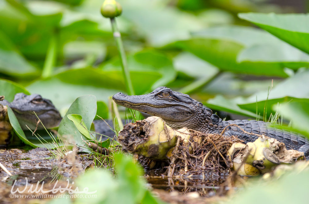 The Same Baby Gators? – Okefenokee Photography Project by William Wise
