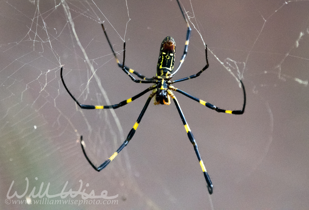 Outside the Okefenokee: Jorō Spider Invasion – Okefenokee Photography ...