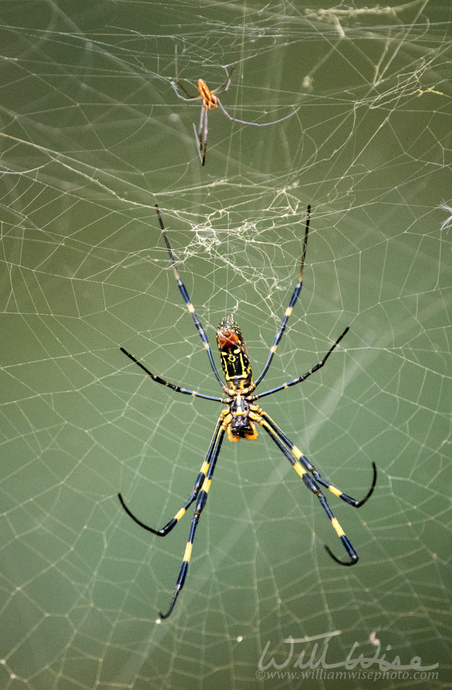 Outside the Okefenokee: Jorō Spider Invasion – Okefenokee Photography ...