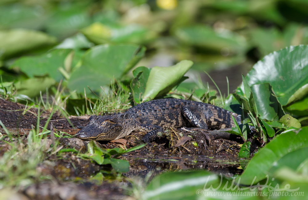 Hawks and Baby Alligators – Okefenokee Photography Project by William Wise