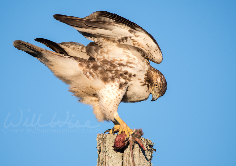 Raptor Feast – Okefenokee Photography Project by William Wise
