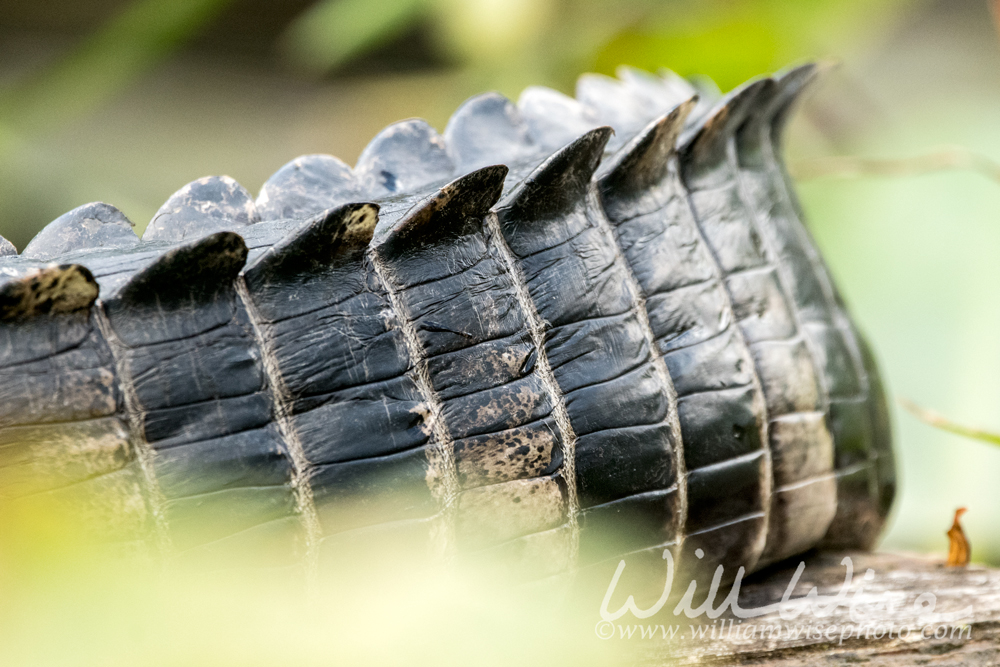 Alligator Tail – Okefenokee Photography Project by William Wise