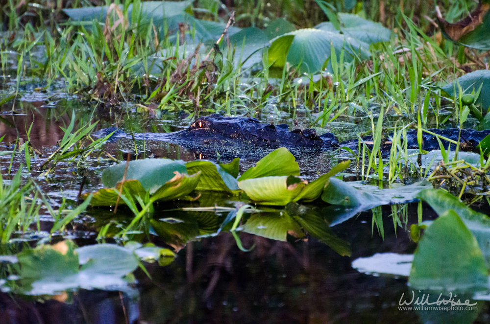 Blood-curdling Swamp Sounds – Okefenokee Photography Project by William ...