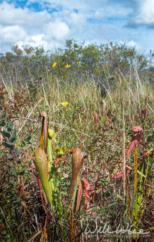 Floating Islands of Trembling Earth – Okefenokee Photography Project by ...