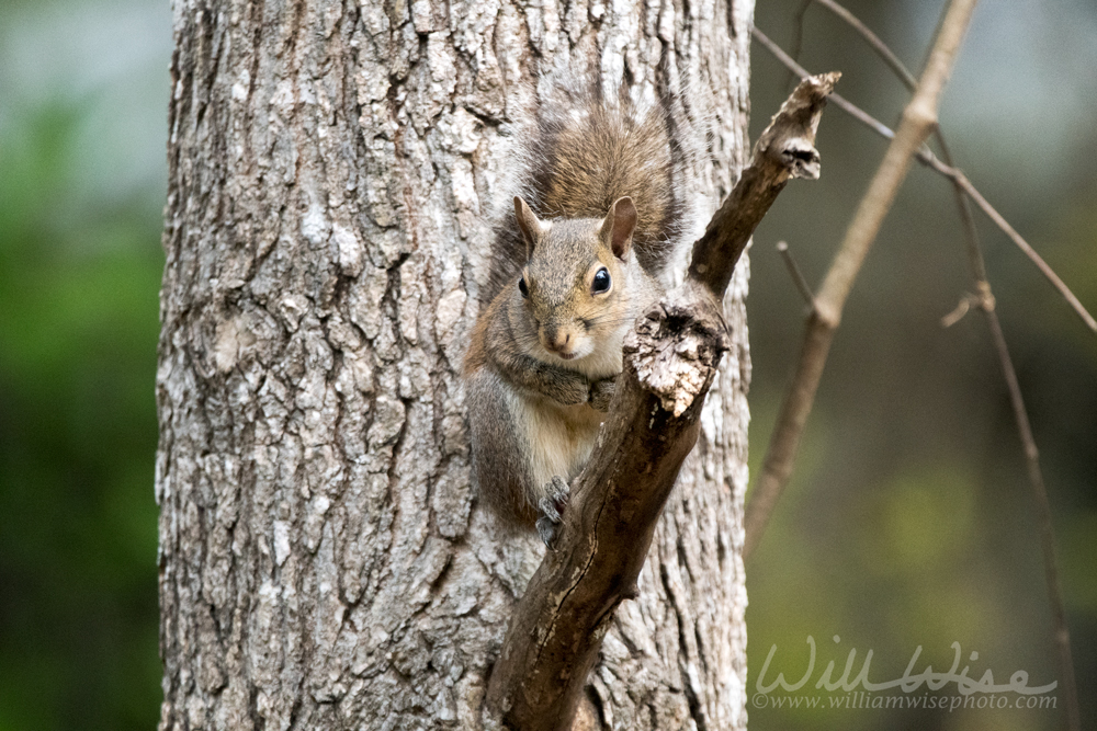 Okefenokee Cat Squirrels – Okefenokee Photography Project by William Wise