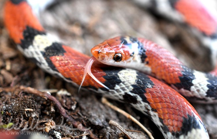 Scarlet Snake at Donnelley WMA – Okefenokee Photography Project by ...