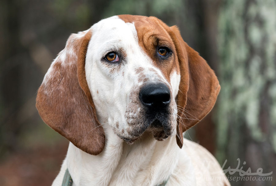 Well-trained Bear Hounds – Okefenokee Photography Project by William Wise