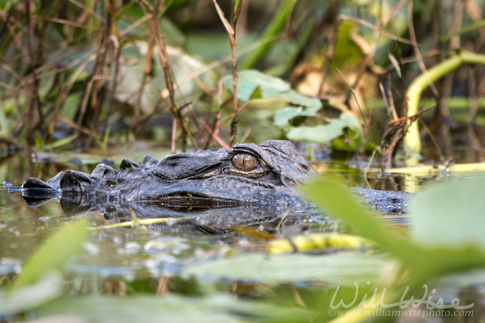 Okefenokee Impassible Dense Jungle – Okefenokee Photography Project by ...