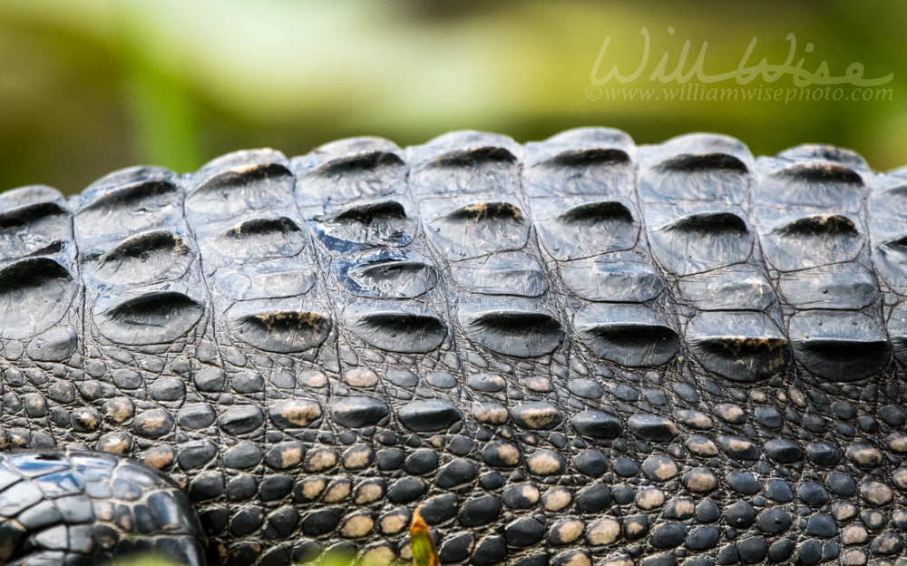 Alligator Osteoderm Armor – Okefenokee Photography Project by William Wise