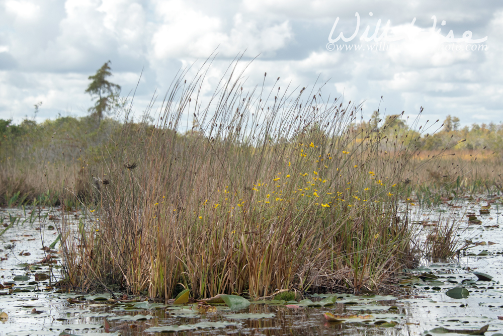 Floating Peat Islands: The Land of Trembling Earth – Okefenokee ...