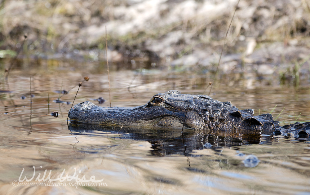 We’re in a Gator Hole! – Okefenokee Photography Project by William Wise