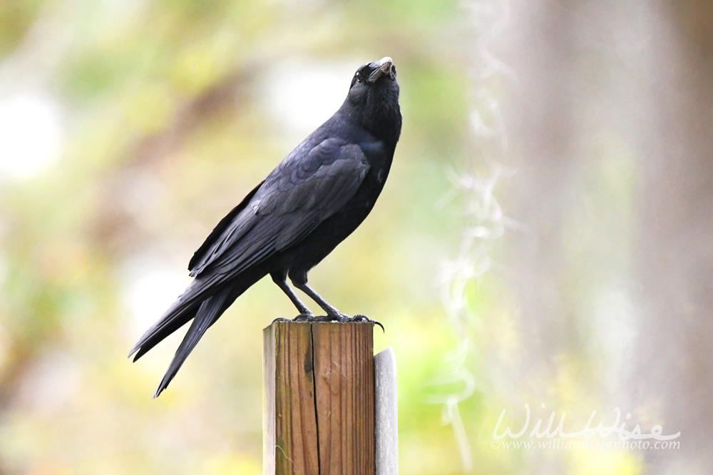 Okefenokee Fish Crow – Okefenokee Photography Project by William Wise