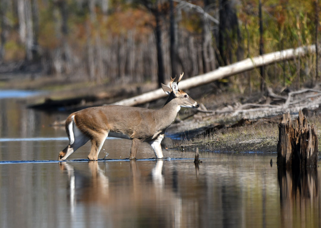 Low Waters on the Okefenokee Suwannee River Sill – Okefenokee ...