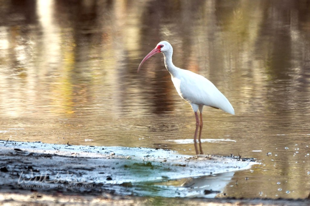 Sunset Stroll along the Suwannee River Sill – Okefenokee Photography ...