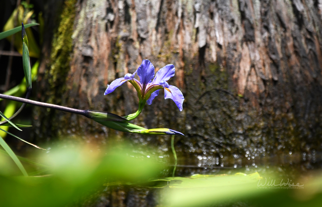 Attention Flower Hunters! – Okefenokee Photography Project by William Wise