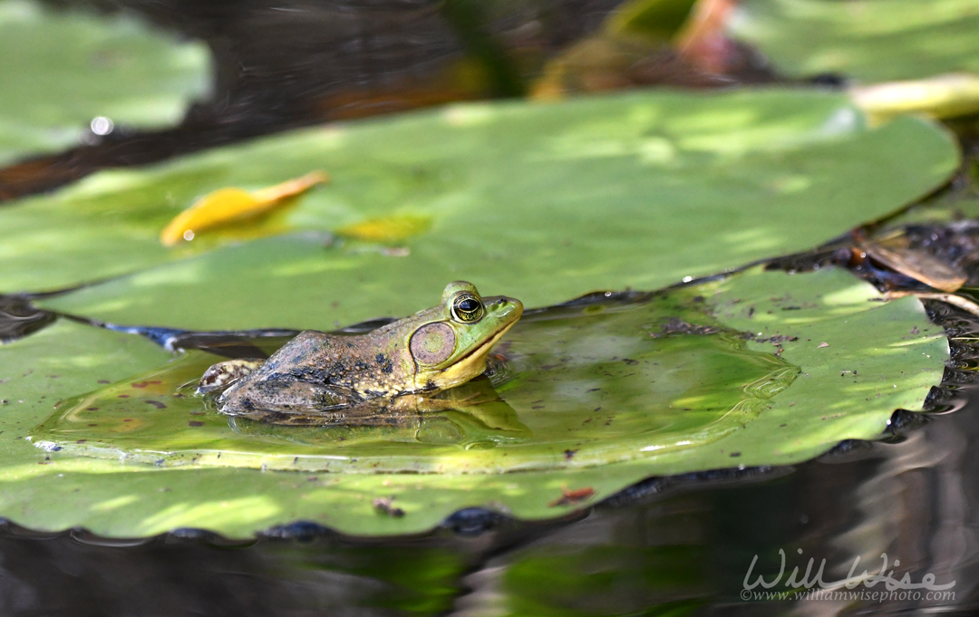 The Okefenokee’s Pig Frog – Okefenokee Photography Project by William Wise