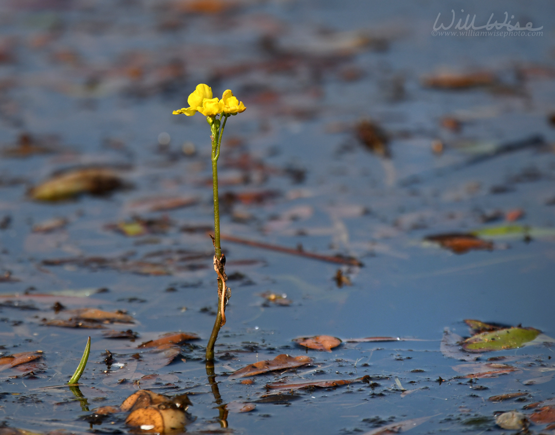 Swollen Bladderwort in the Okefenokee Swamp – Okefenokee Photography ...