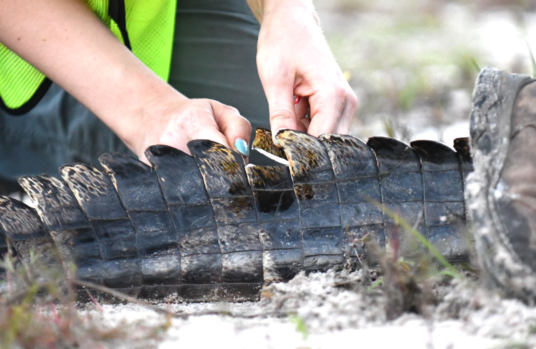 Okefenokee Tagged Alligator Research – Okefenokee Photography Project ...
