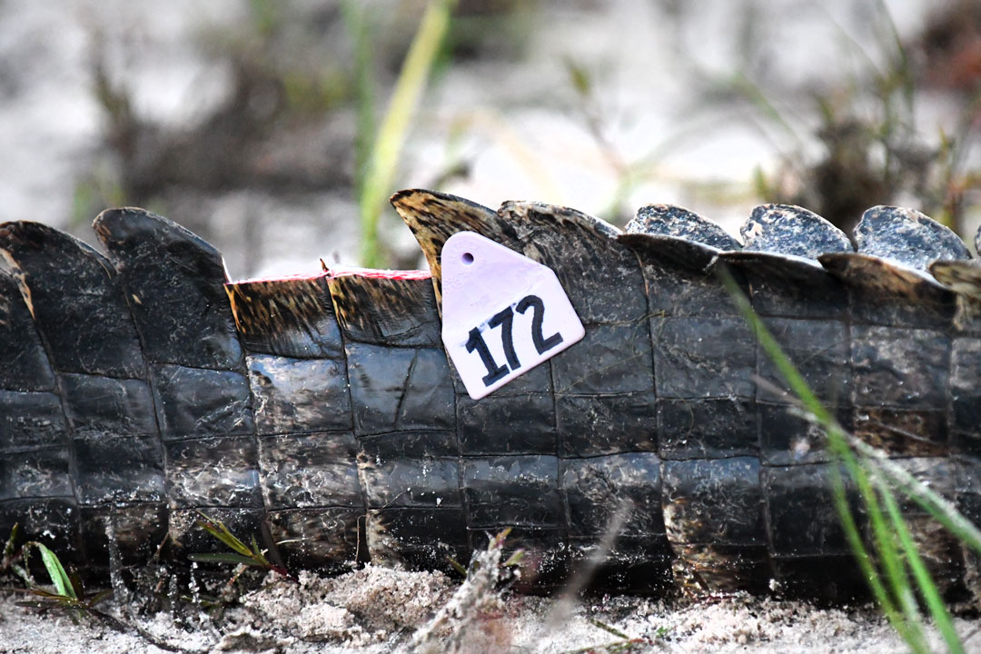 Okefenokee Tagged Alligator Research – Okefenokee Photography Project ...